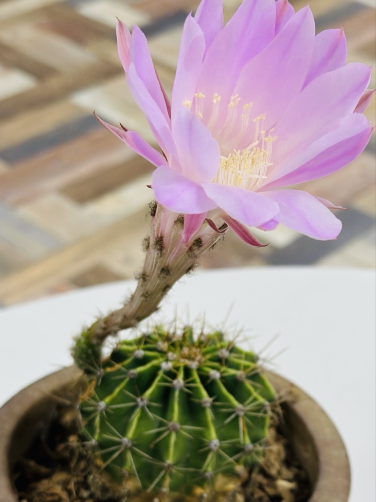 一瞬の輝きを、みんなで。～サボテンの花が繋いだ温かい輪～ – 【公式】ショートステイ FUKUSUKE（ふくすけ）